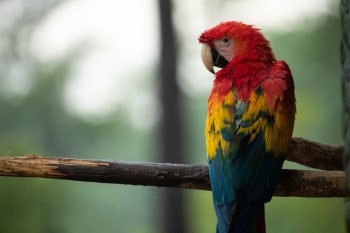 Can a Parrot Survive in the Wild? What Are the Chances? the Answers!
