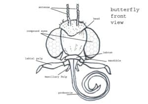 Do Butterflies Bite? Can They Bite? a Guide, With Images