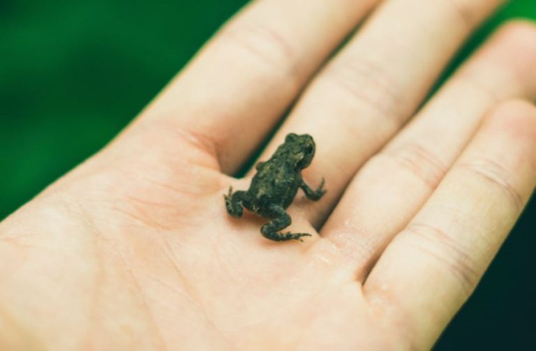 What Do Toads Eat? Through Life, in Wild, or as Pets – Example List