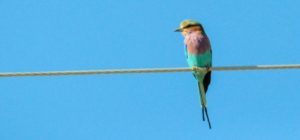 Do Wasps Sting Birds? Do Hornets or Bees? a Helpful Guide