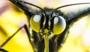 How Many Eyes Do Butterflies Have? Types, Abilities, Exceptions