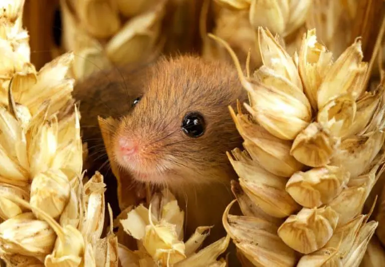 Harvest Mouse, Everything You Need to Know, a Guide, with Images