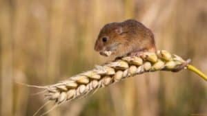 Harvest Mouse, Everything You Need to Know, a Guide, with Images