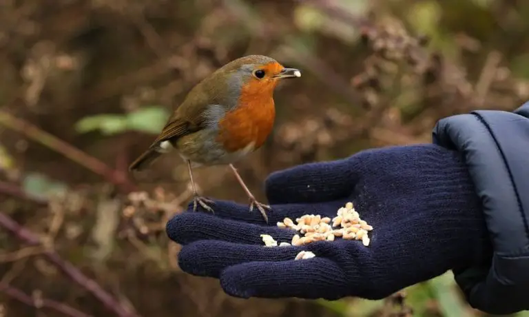 Do Robins Make Good Pets? Can You Keep One? Is It Legal? Should You?