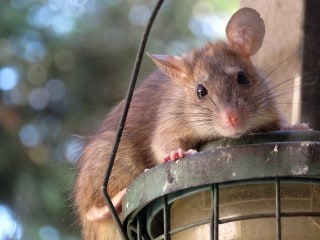 Are Rats Nocturnal? What Rats Do at Night - and in the Day!