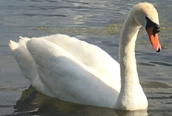 Where Do Swans Go in the Winter? Migration Guide of Most Common Swans