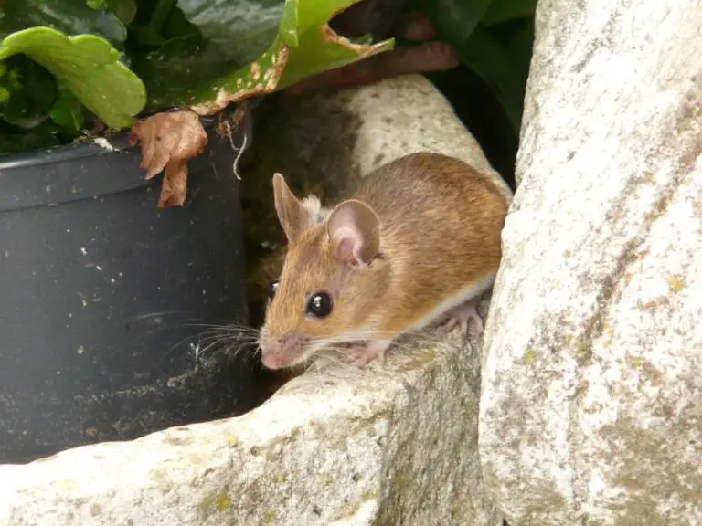 Field Mouse, or Wood Mouse, Everything You Need to Know, With Images