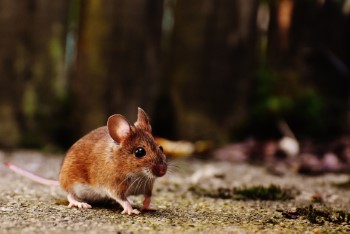 Field Mouse, or Wood Mouse, Everything You Need to Know, With Images