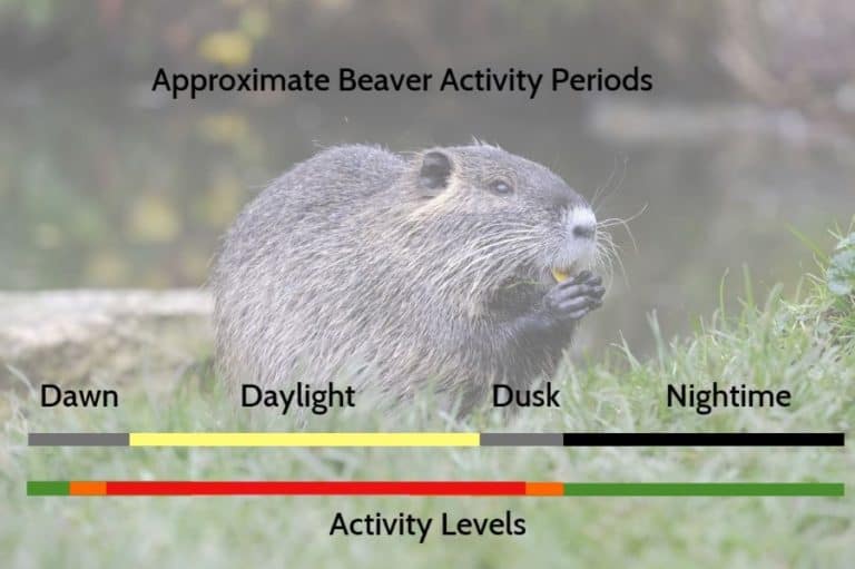 Are Beavers Nocturnal? Here’s the Answer, and the Reasons