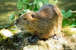 Are Beavers Nocturnal? Here’s the Answer, and the Reasons