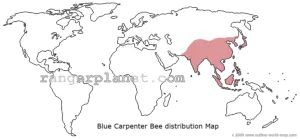 Blue Carpenter Bee, Location, Habitat, Behavior , Honey, Images and More