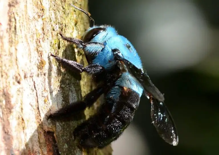 Blue Carpenter Bee, Location, Habitat, Behavior , Honey, Images and More