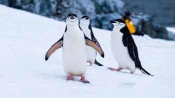 Can Penguins Fly? Penguin Flying Facts. A Guide to Penguin Wings