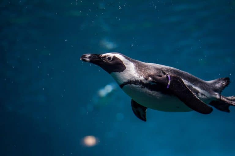Can Penguins Fly? Penguin Flying Facts. A Guide to Penguin Wings