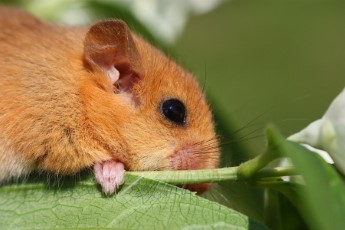 Dormouse, Identify It, Habitat, Behavior, Diet, a Guide, Images
