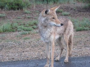 22 Quick Facts About Coyotes