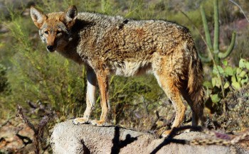 22 Quick Facts About Coyotes