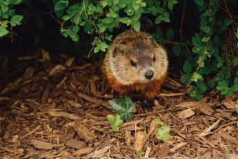 Do Groundhogs Hibernate? Woodchuck Hibernation Habits and Facts