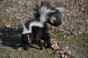 What Do Skunks Eat? The Complete List of What a Skunk Eats!