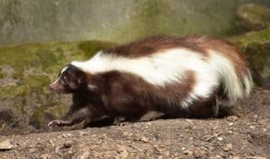 What Do Skunks Eat? The Complete List of What a Skunk Eats!