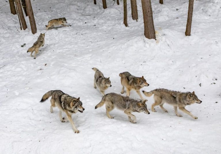 What Do Wolves Eat? Complete List of What a Wolf Preys On!