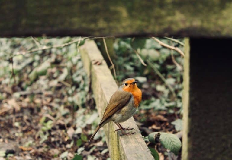 What Eats Robins? Complete List of Robin Predators!