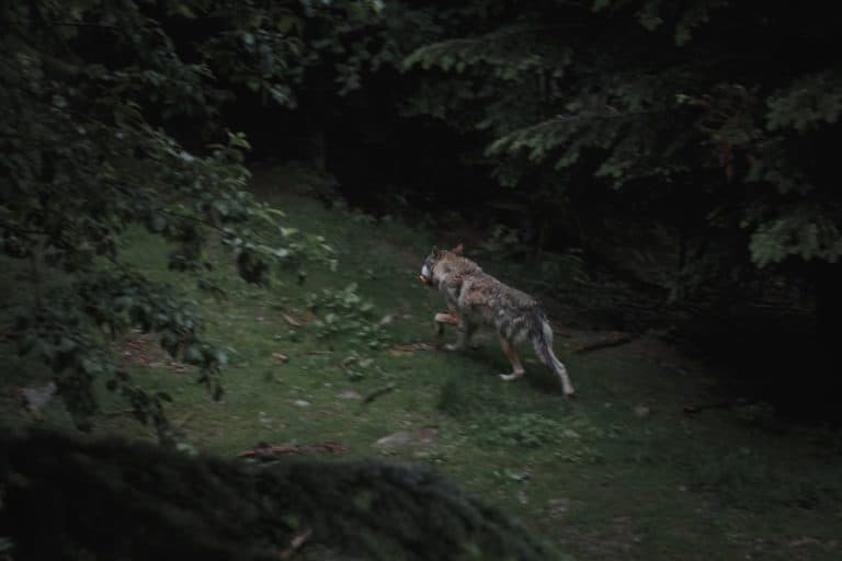 What Do Wolves Eat? Complete List of What a Wolf Preys On!