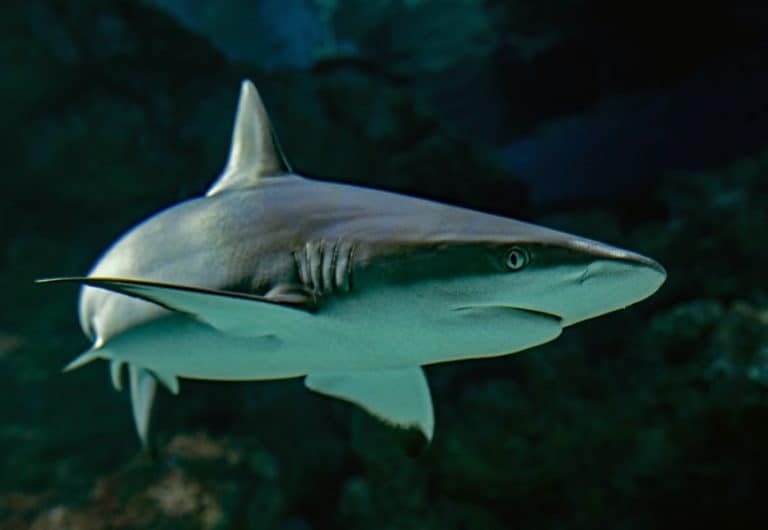 Do Sharks Sleep? Where, When, and How? Here Are the Answers!