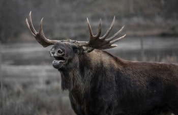 How Fast Can a Moose Run? Can You Outrun One? Here’s What To Do