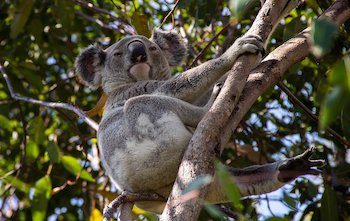 Are Koalas Dangerous? Here’s When, How, and Why. a Guide