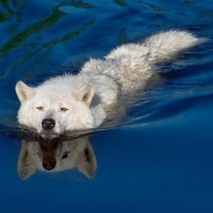 Do Wolves Swim: Which Ones, How, Why, and How Far, Guide