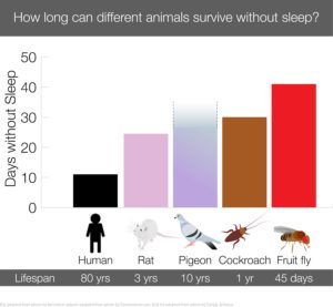 Animals That Don’t Sleep, Look Asleep, or Kind of Sleep