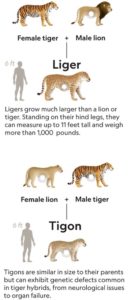 Can Tigers Mate With Lions: Ligers and Tigons, a Guide