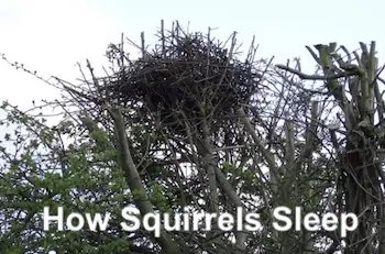 How Do Squirrels Sleep? How, Where, When, Times, Which Ones