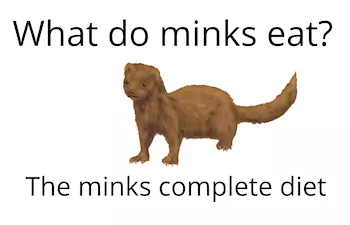 What Do Minks Eat: Complete List of What Minks Prey On