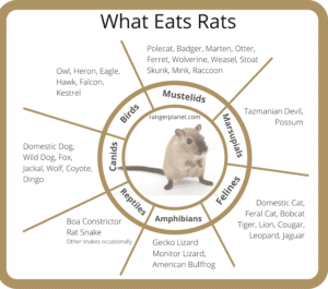 What Eats Rats: Complete List of 38 Rat Predators