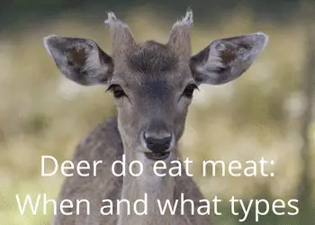 Deer Eat Meat: Here’s When and What Types of Meat