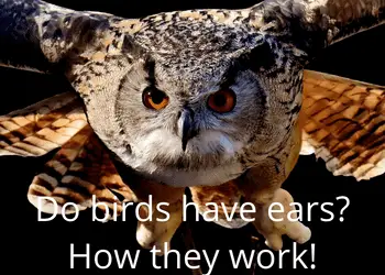 Do Birds Have Ears? Yes, But Here’s How They Work, a Guide