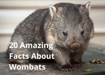 20 Most Amazing Facts About Wombats! Quick Wombat Facts