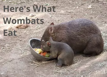 What Do Wombats Eat? Wombat Diet by Species and Season