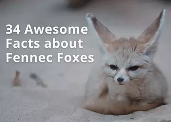 34 Quick Facts About Fennec Foxes, Amazing Desert Fox Facts