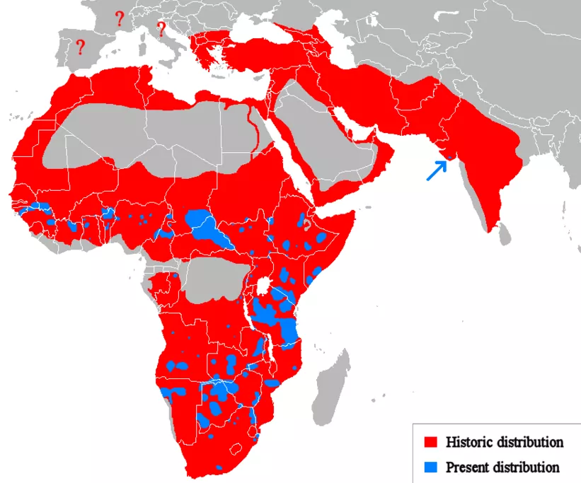 17 Awesome Facts About Lions You Should Know – Lion Facts