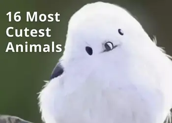Top 16 Cutest Wild Animals in the World: The Most Adorable!