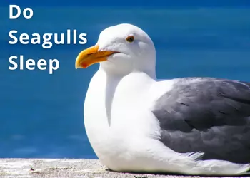 Do Seagulls Sleep? Yes – Here’s Where, Why, How, and When