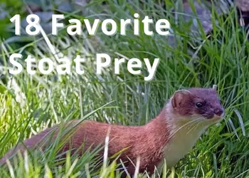 What Do Stoats Eat: 18 of the Stoat’s Favorite Prey to Hunt