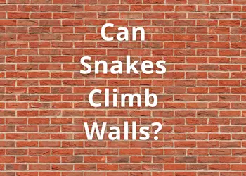 Can Snakes Climb Walls: Which Snakes Climb Which Surfaces