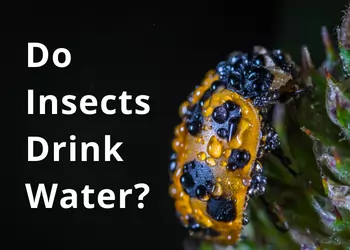 Do Insects Drink Water: How Bugs Drink, How Much and When