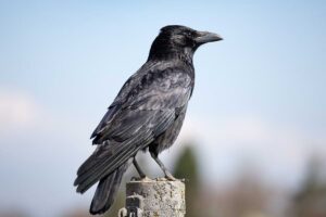 Omnivore Animals: The Quick List of Omnivores (With Images)
