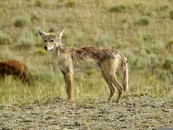 Do Coyotes Eat Snakes? Yes! Which Ones, and How They Kill Them